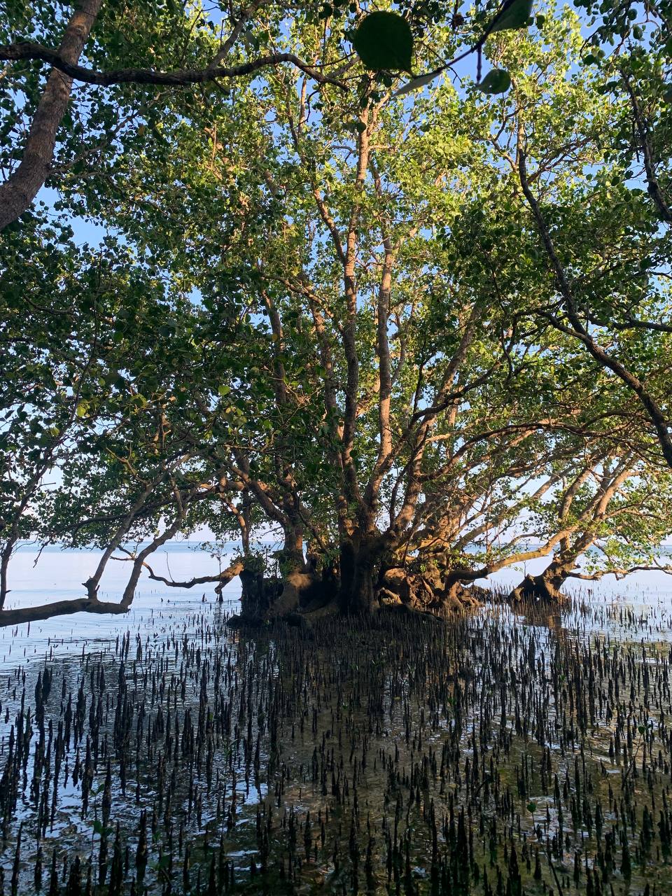 ESG Activity：Mangrove Planting Activity in Cebu, Philippines | Asahi ...